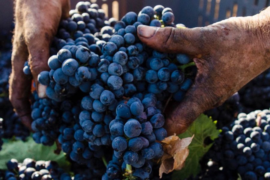 Il Primitivo: un vino che parla d’amore - Associazione Arte & Vino